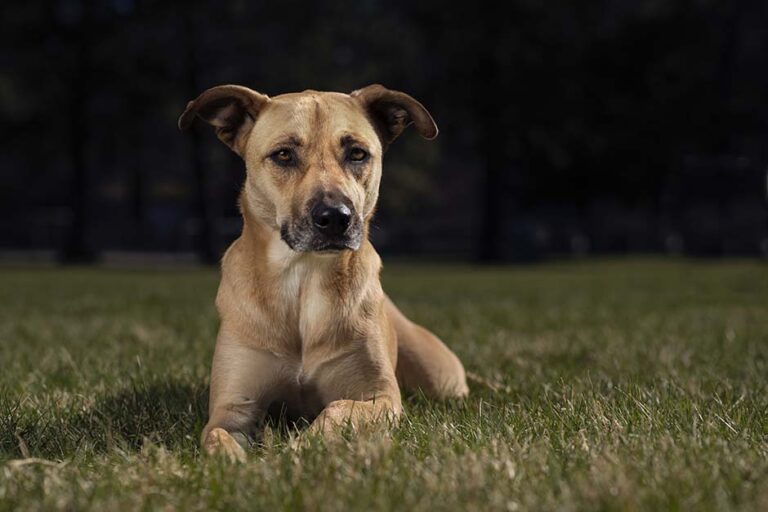 Do Your Know About Titer Testing? | Pawsitive Connection Dog Training