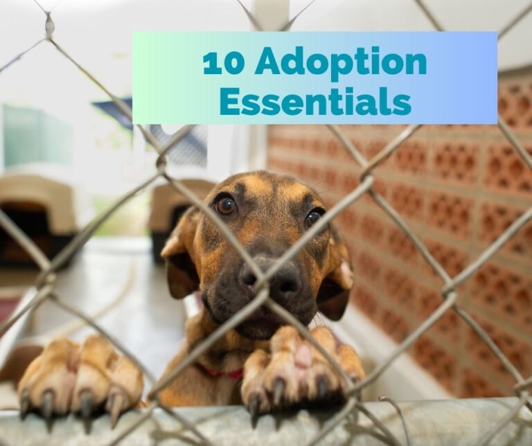 Top 10 Dog Adoption Essentials | Pawsitive Connection Training